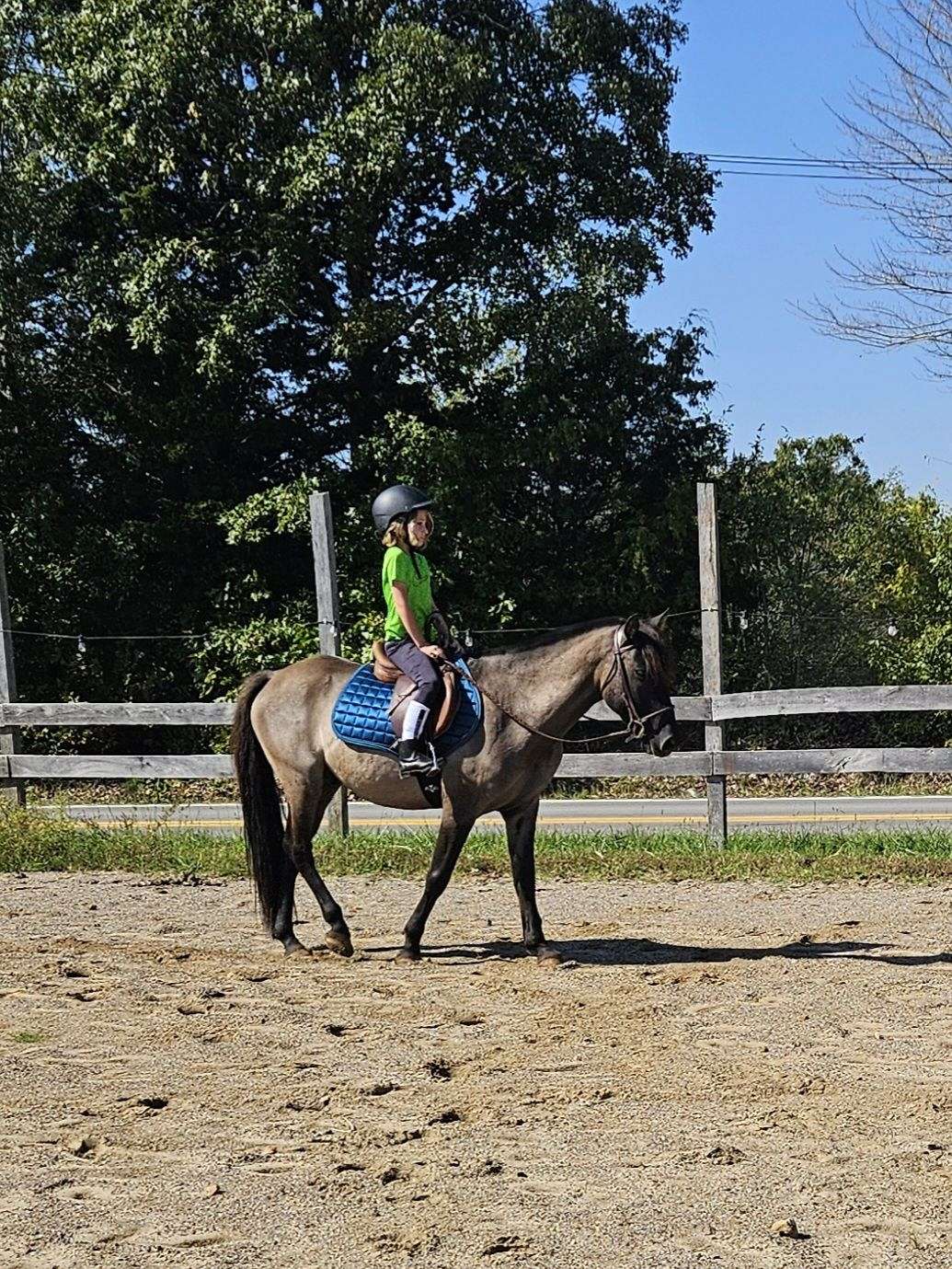 Grade 10yr Old Pony Gelding