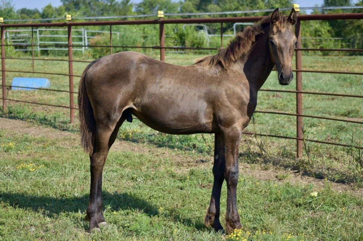 Bay Friesian Sporthorse