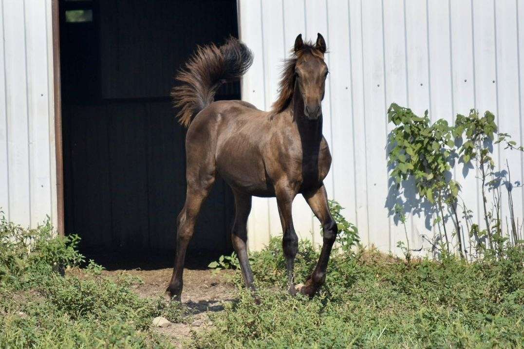 Bay Friesian Sporthorse