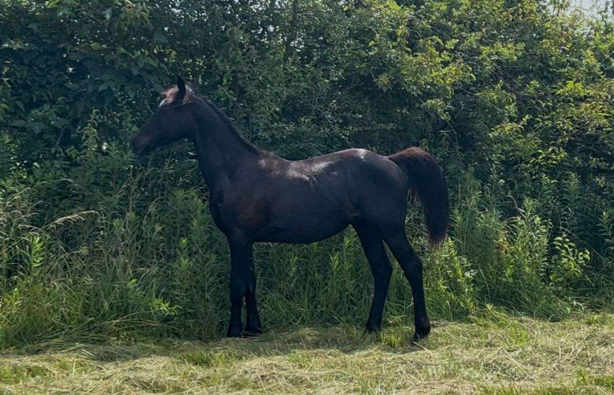 Friesian Sporthorse