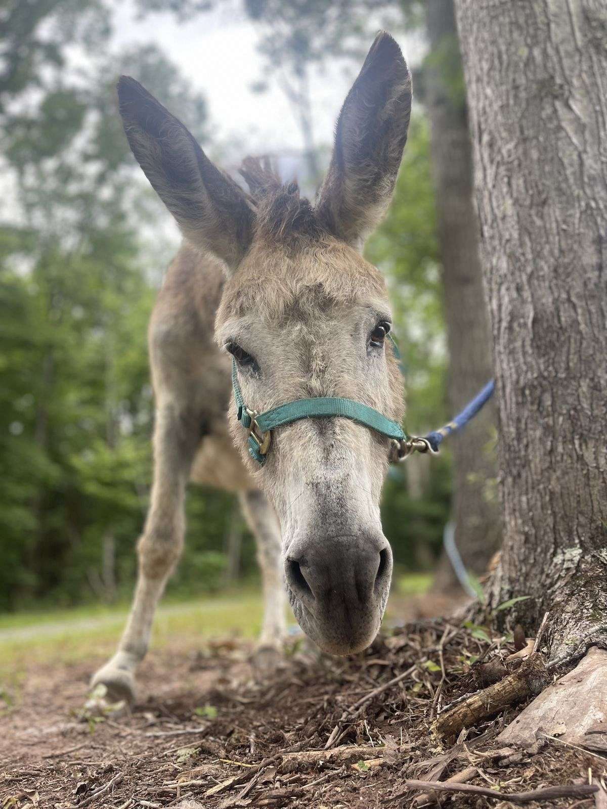 Jerusalem Donkey Gelding