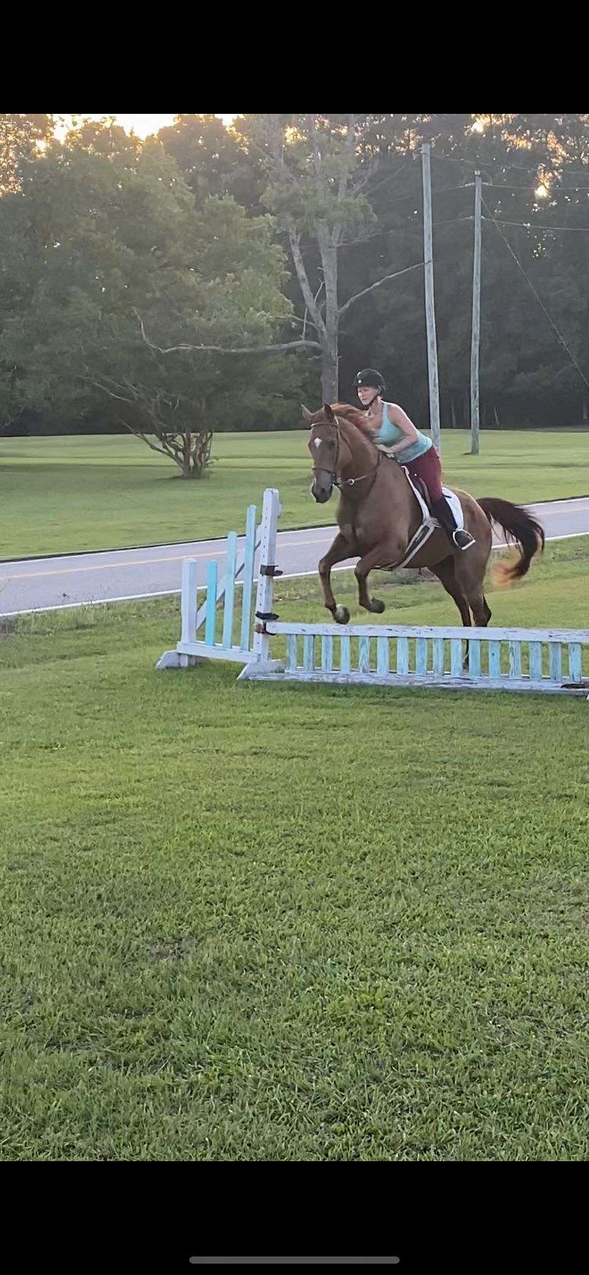 9 Yr AQHA 16.1 Gelding
