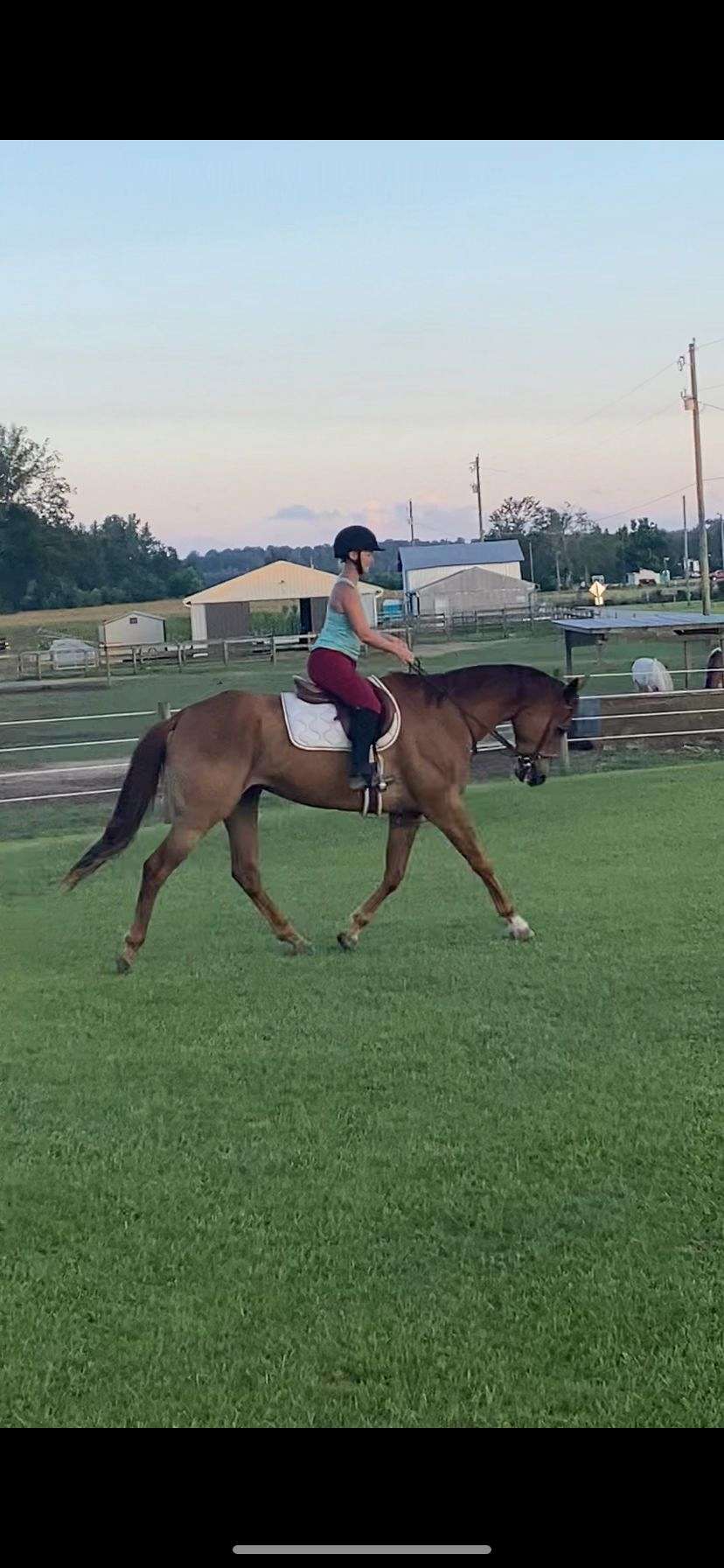 9 Yr AQHA 16.1 Gelding