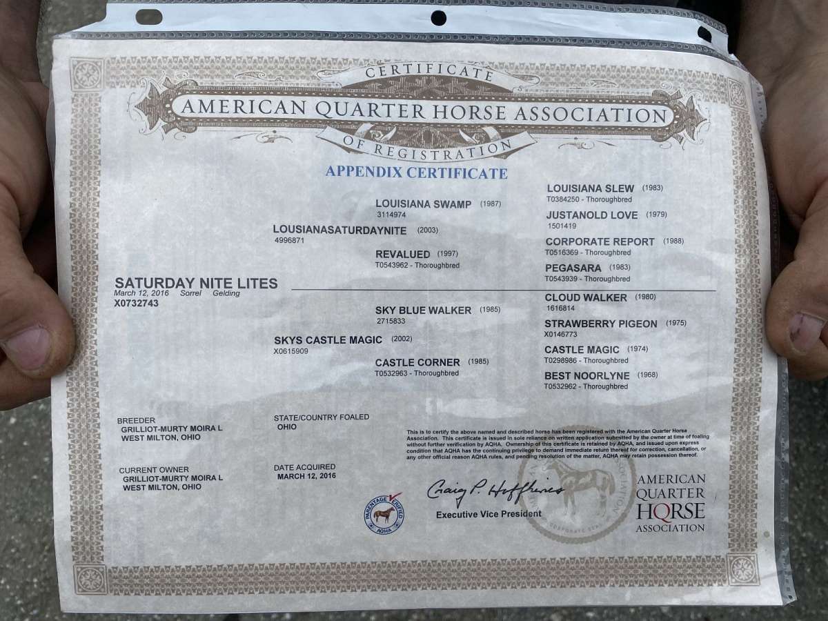 9 Yr AQHA 16.1 Gelding