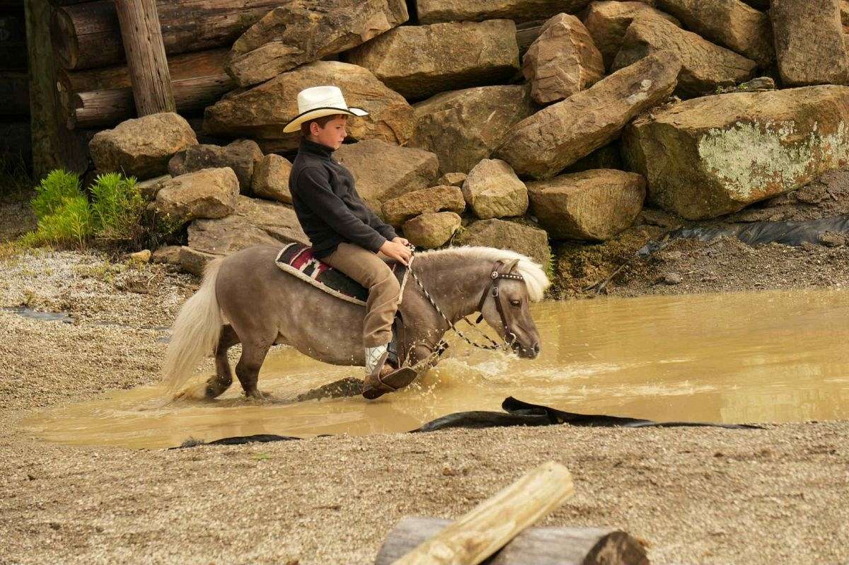 Silverado - Super Cute 8 Yr Old Silver Dapple Mini Pony Gelding!