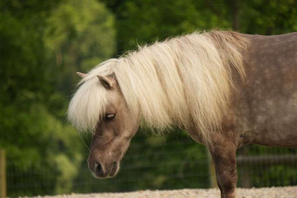 Silverado - Super Cute 8 Yr Old Silver Dapple Mini Pony Gelding!