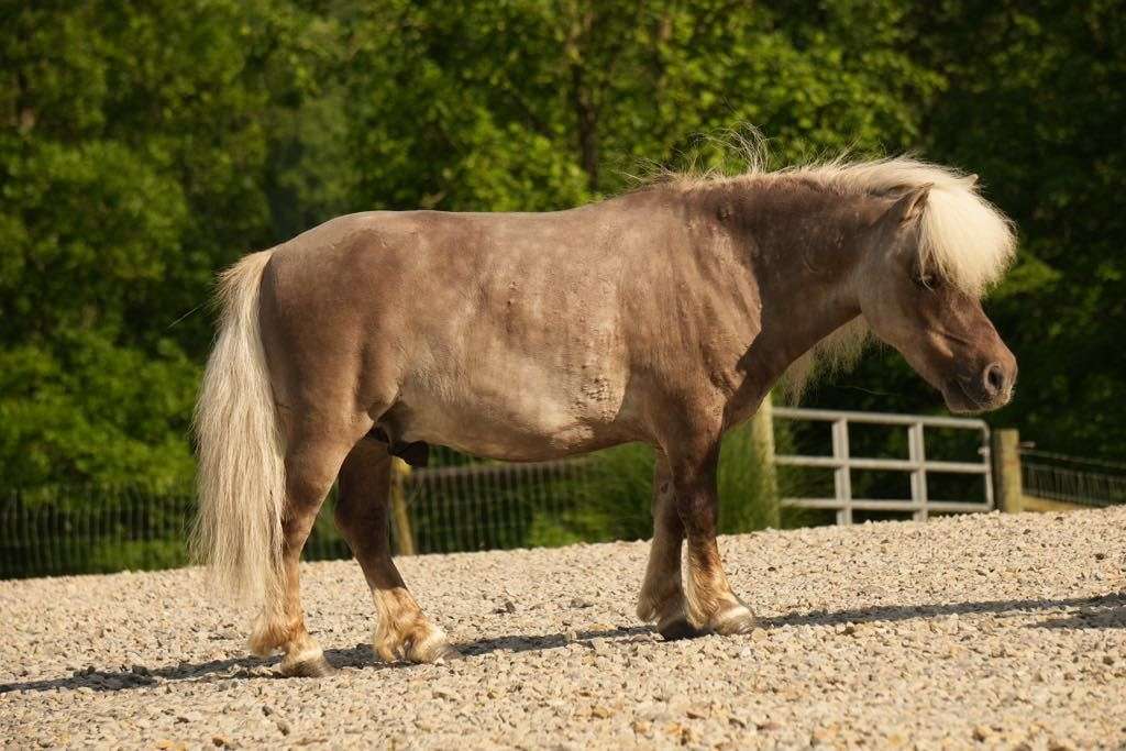 Silverado - Super Cute 8 Yr Old Silver Dapple Mini Pony Gelding!