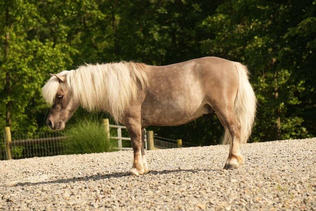 Silverado - Super Cute 8 Yr Old Silver Dapple Mini Pony Gelding!