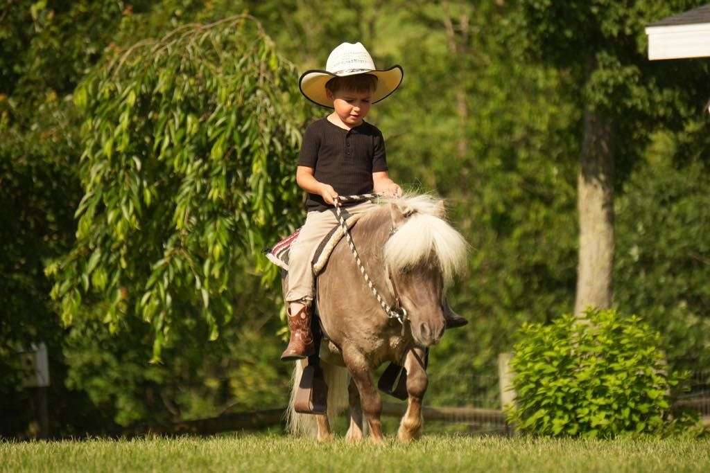 Silverado - Super Cute 8 Yr Old Silver Dapple Mini Pony Gelding!