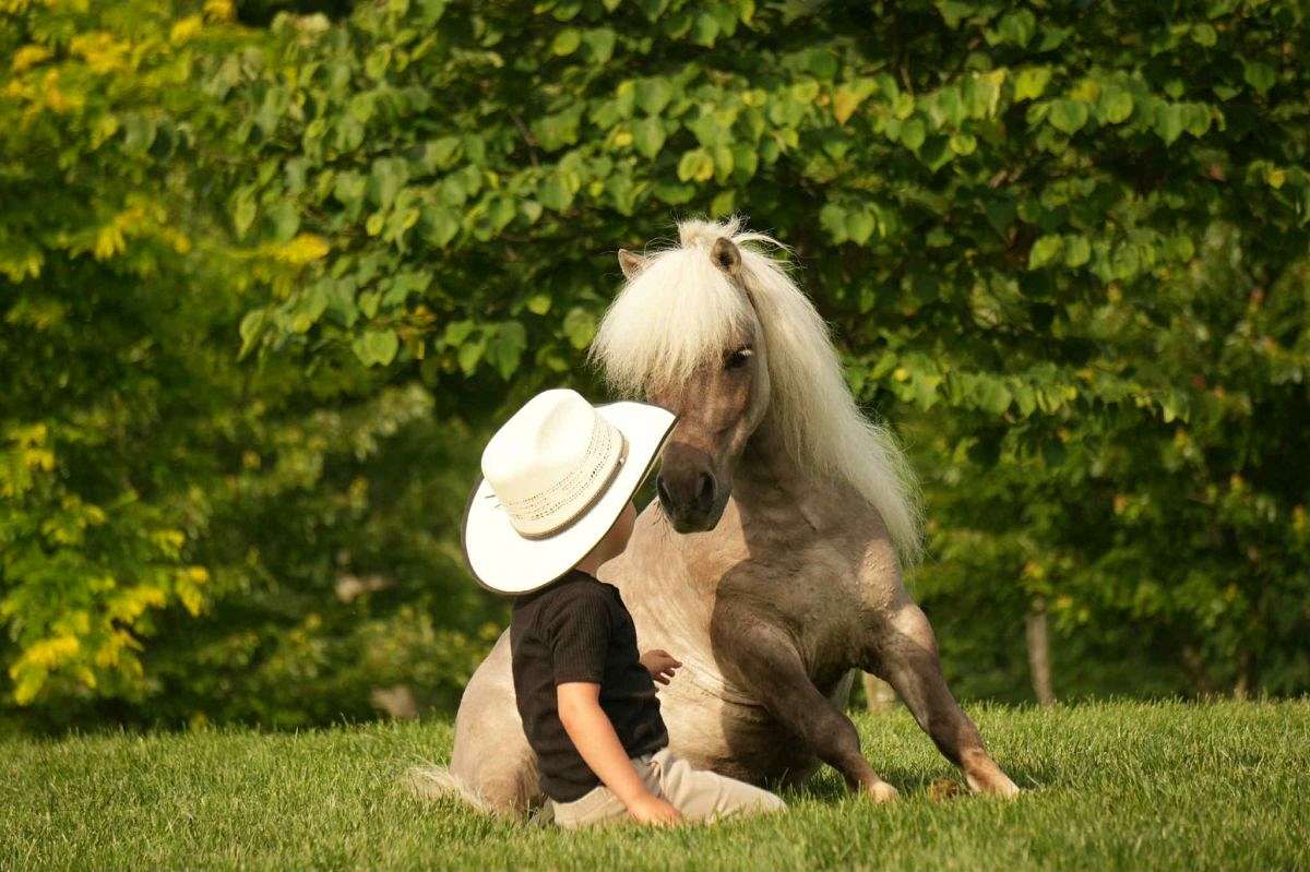 Silverado - Super Cute 8 Yr Old Silver Dapple Mini Pony Gelding!
