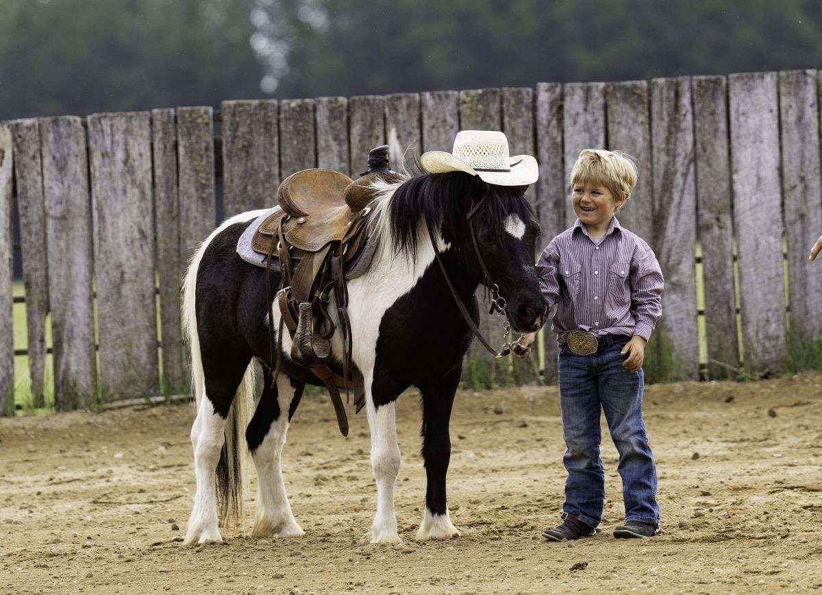 Oreo - Family Pony Deluxe 12 Yr Old Black and White Pony Gelding!
