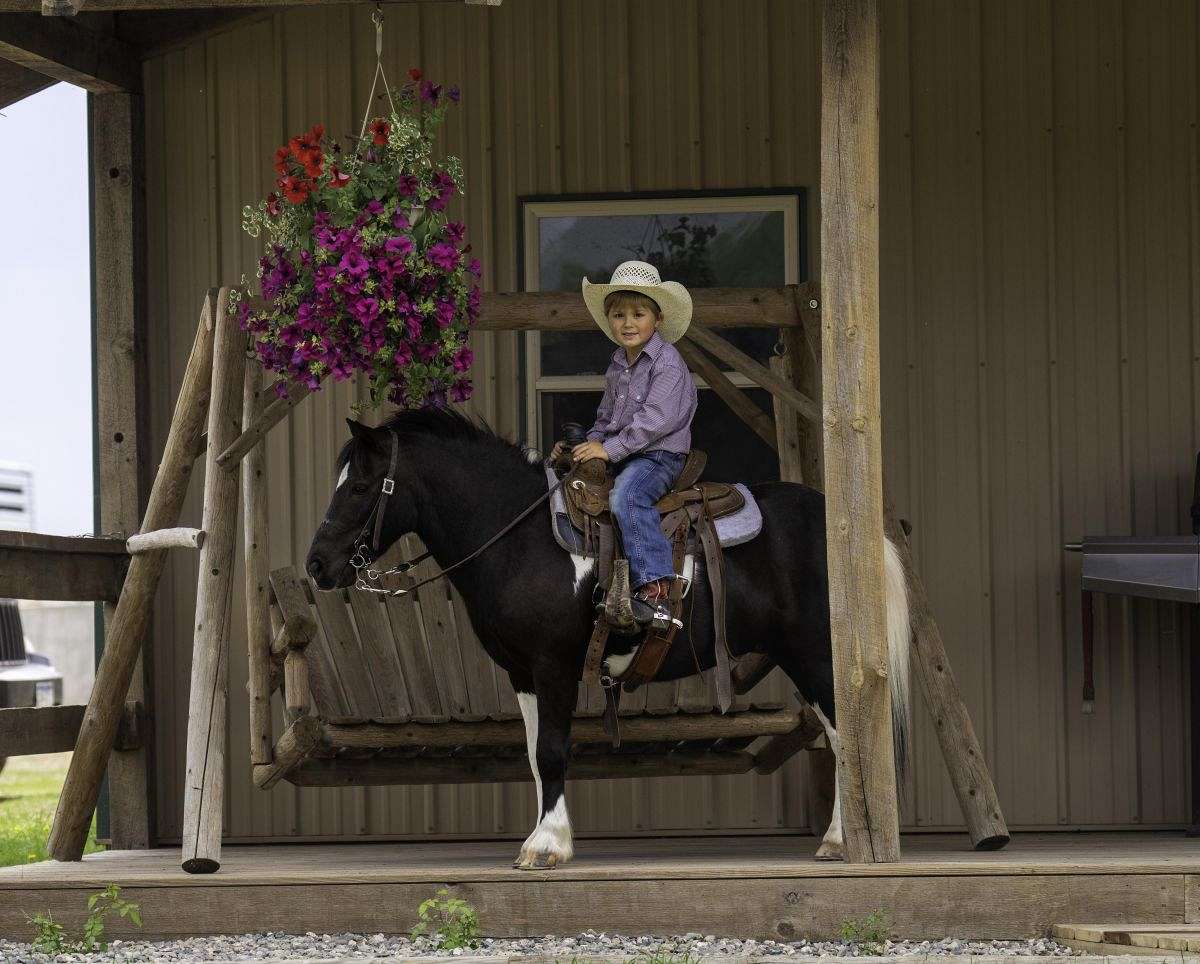 Oreo - Family Pony Deluxe 12 Yr Old Black and White Pony Gelding!