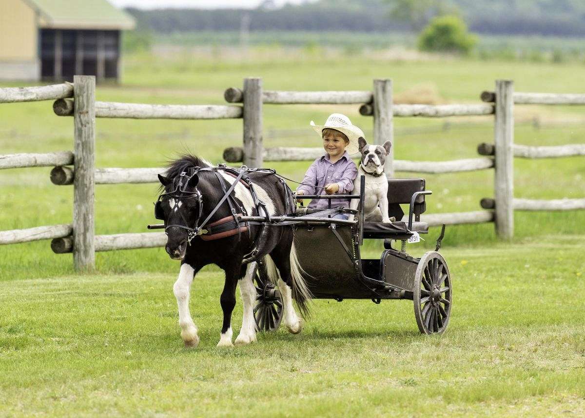 Oreo - Family Pony Deluxe 12 Yr Old Black and White Pony Gelding!