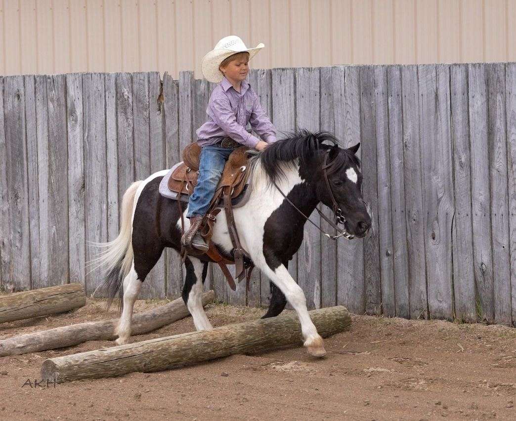 Oreo - Family Pony Deluxe 12 Yr Old Black and White Pony Gelding!