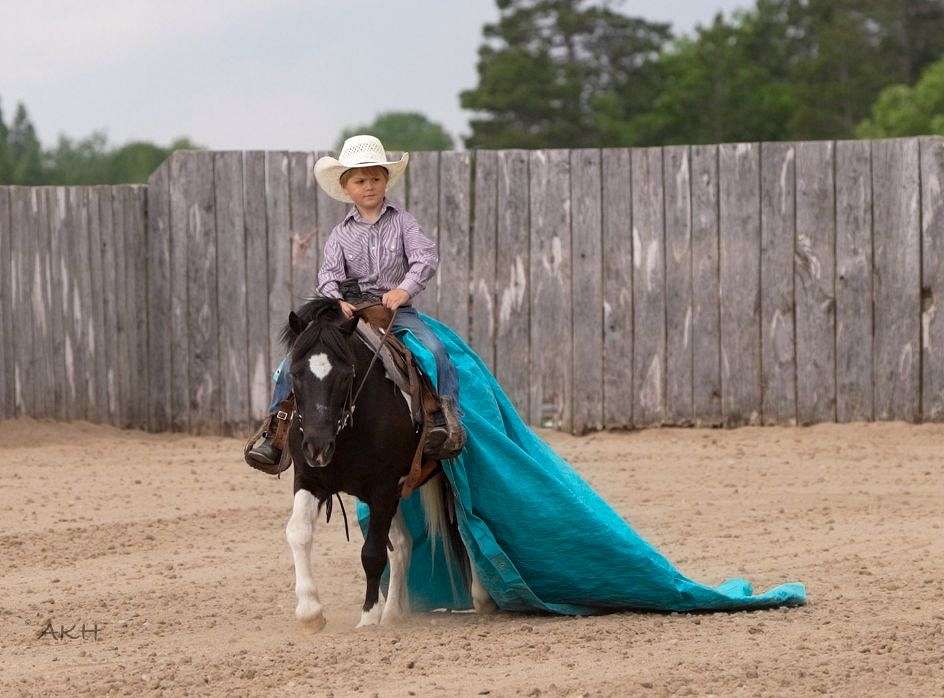 Oreo - Family Pony Deluxe 12 Yr Old Black and White Pony Gelding!