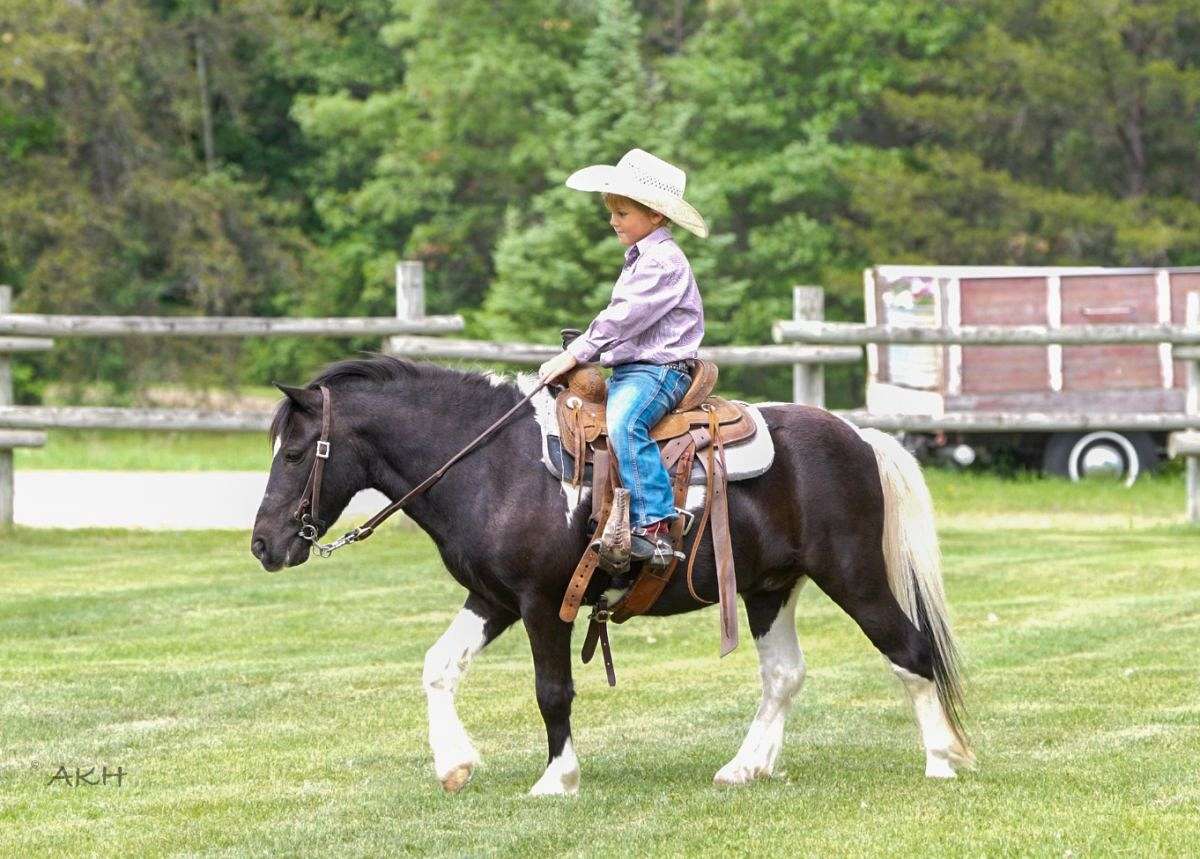 Oreo - Family Pony Deluxe 12 Yr Old Black and White Pony Gelding!