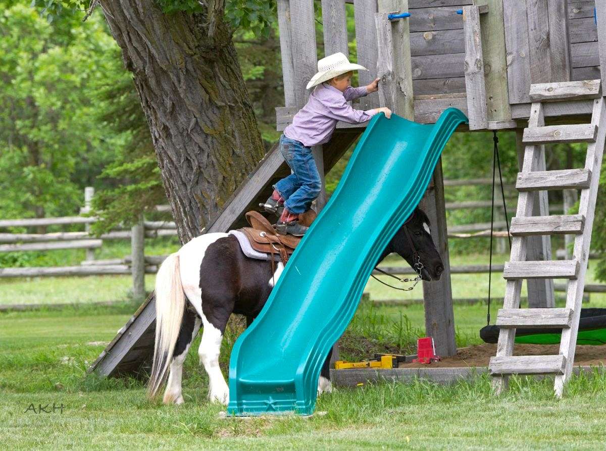Oreo - Family Pony Deluxe 12 Yr Old Black and White Pony Gelding!