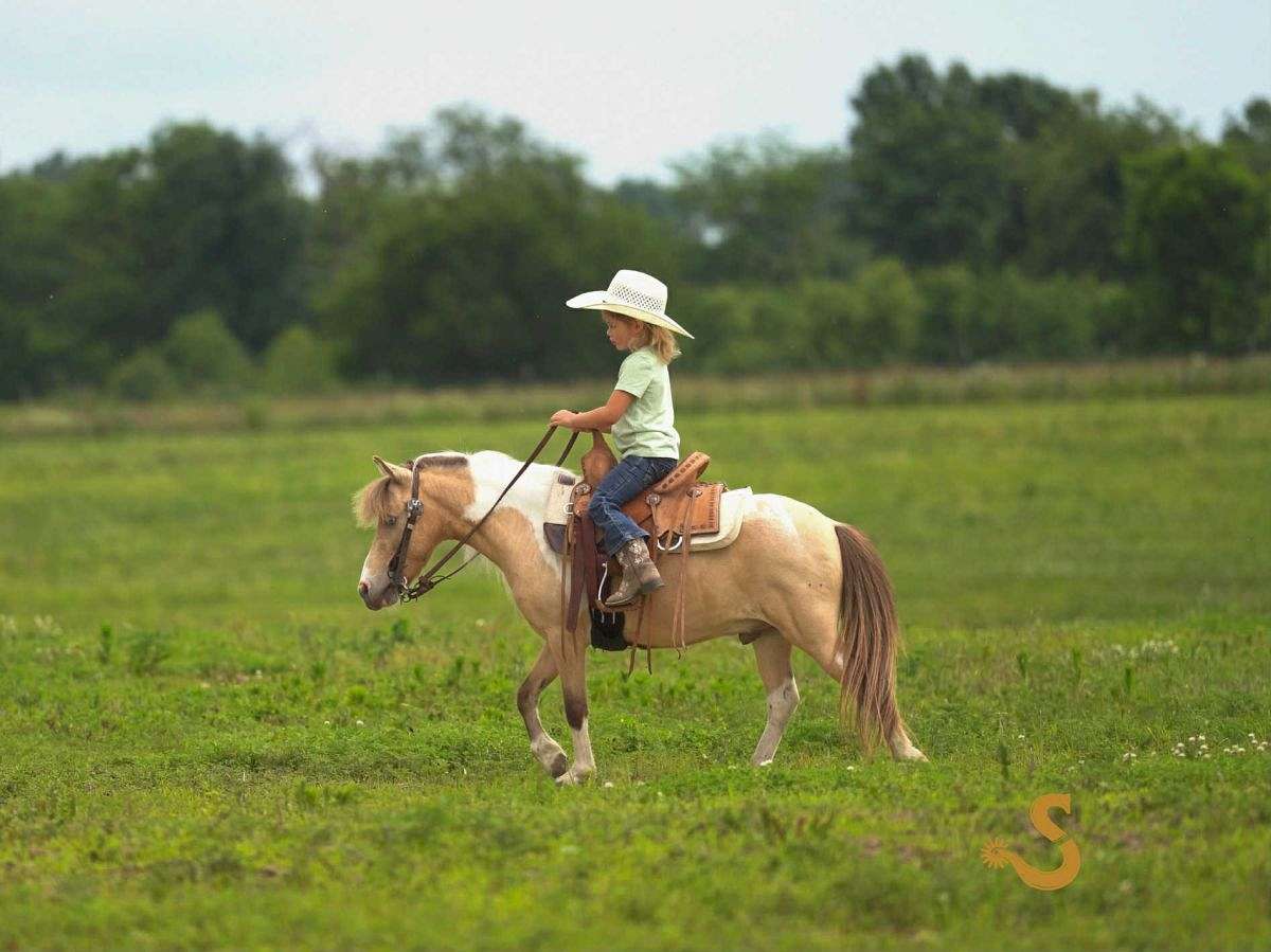 Stewart - Kid's Pony Deluxe 7 Yr Old Paint Shetland Pony Gelding!