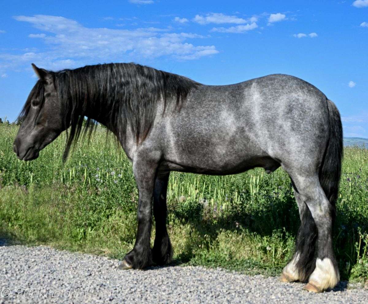 Babe - Super Handsome 4 Yr Old Blue Roan Gypsy Cross Gelding!