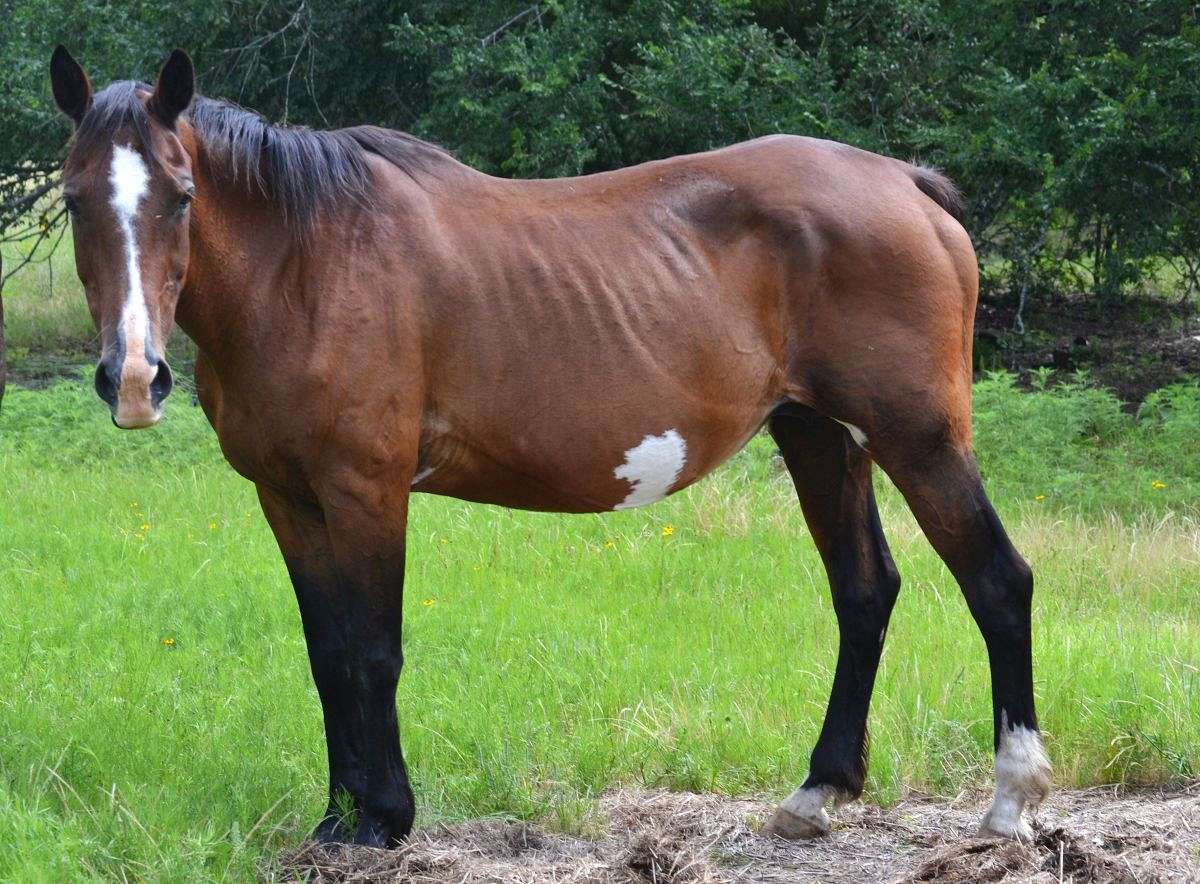 Double Bert Bred Broodmare
