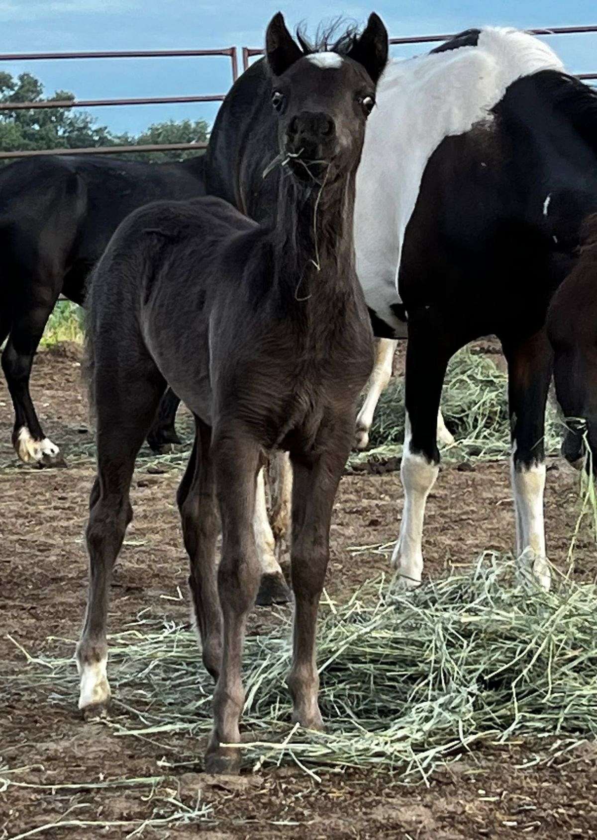 2025 ASPC/AMHR Colt - Futurity Nominated