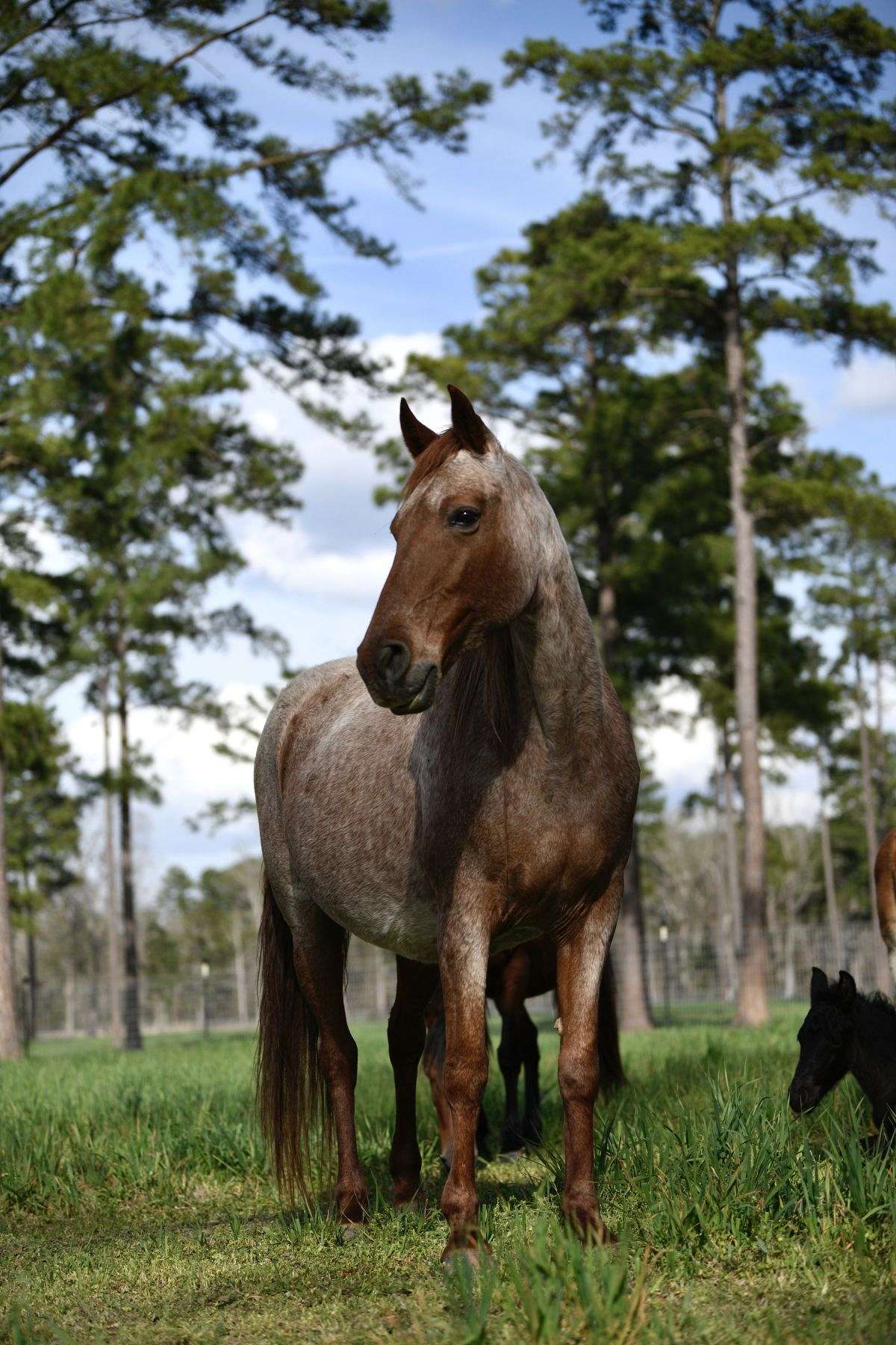 Homozygous Roan TWHBEA Mare Sired by Indigo Blue.