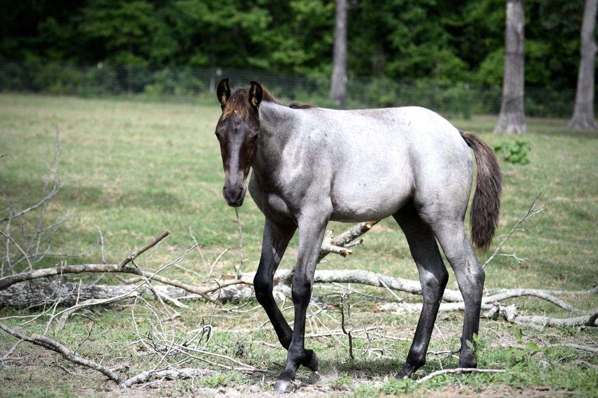Homozygous Roan TWHBEA Mare Sired by Indigo Blue.