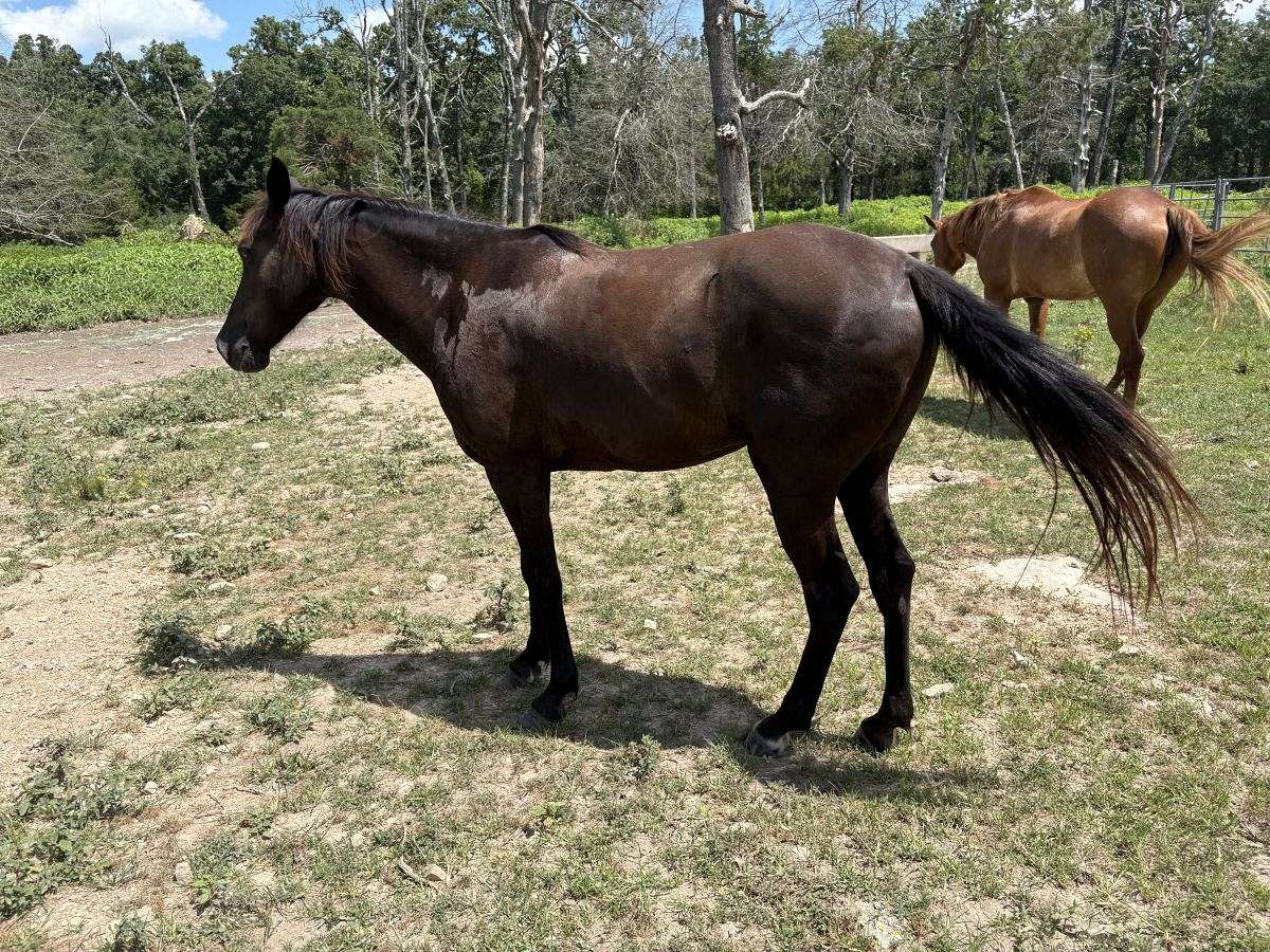 Black Missouri Fox Trotter Mare, Maynard, Arkansas.