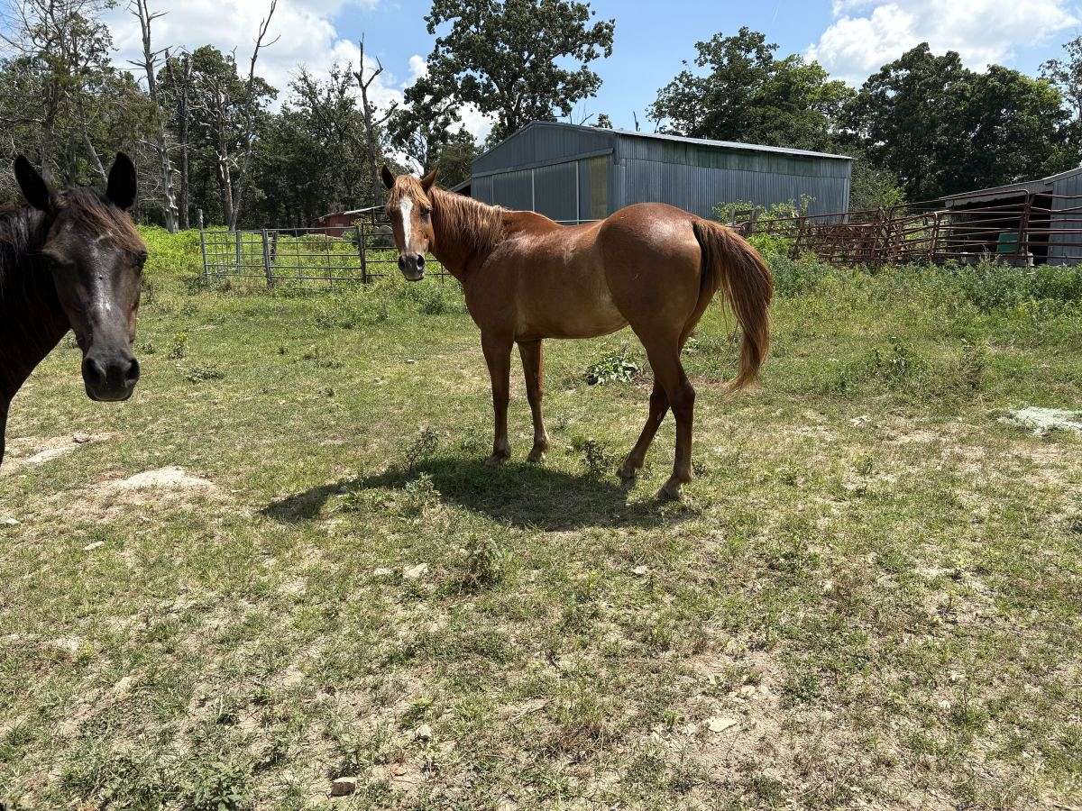 Oh My Gloria! Bred QH Broodmare, Maynard, Arkansas