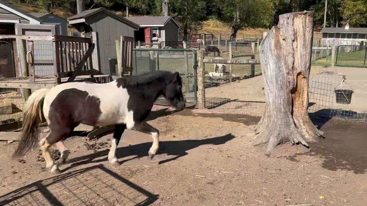 Beautiful ASPC Pinto Mare