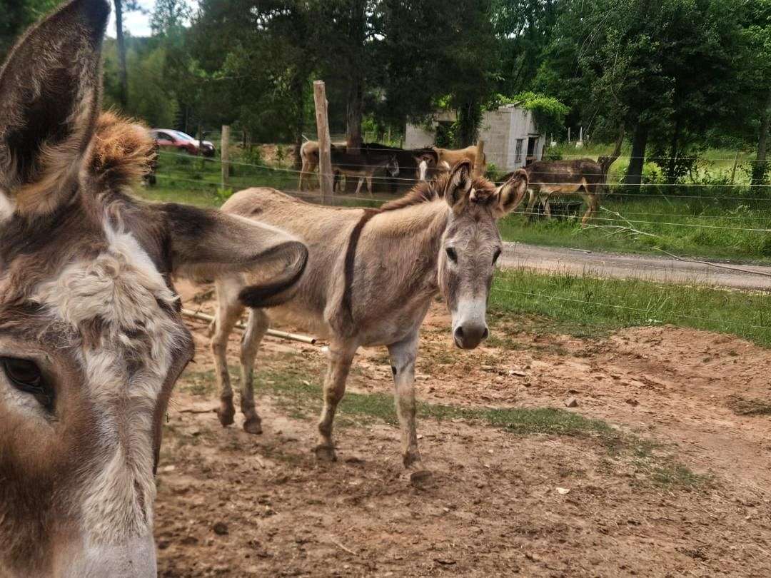 Standard Jenny Donkey