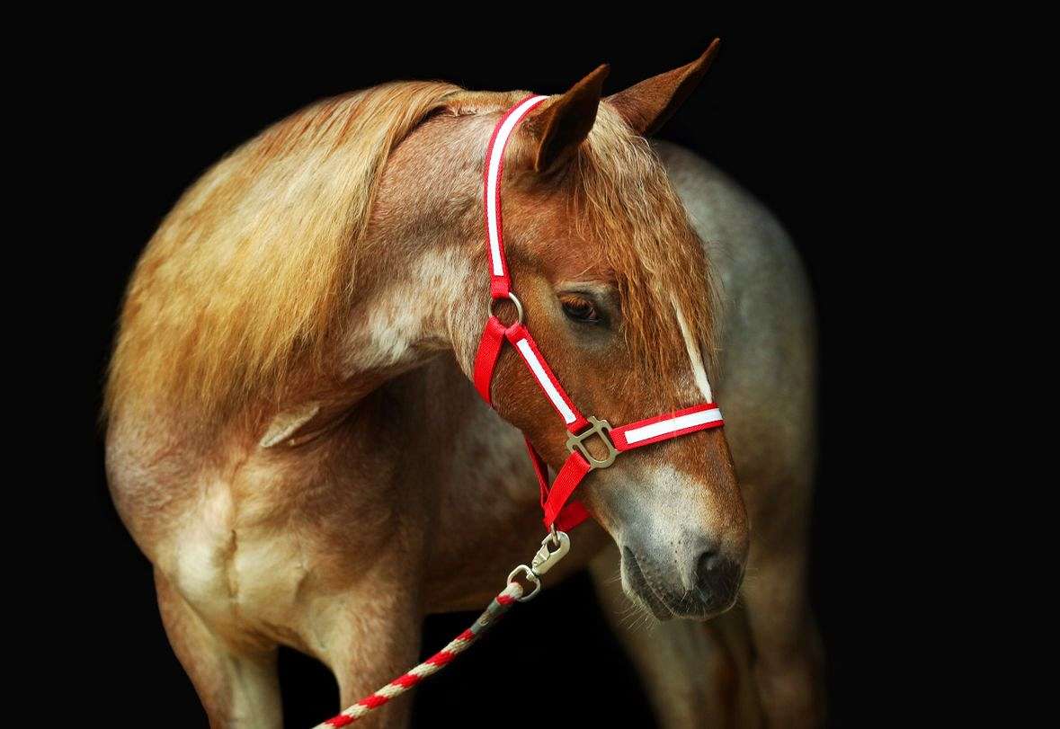 Beautiful Red Roan Yearling Colt