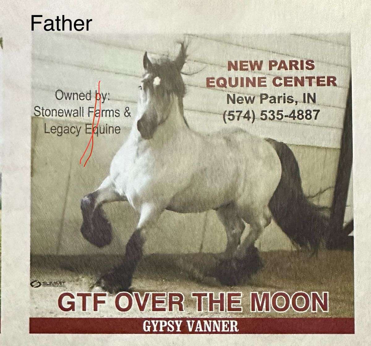 Beautiful Red Roan Yearling Colt