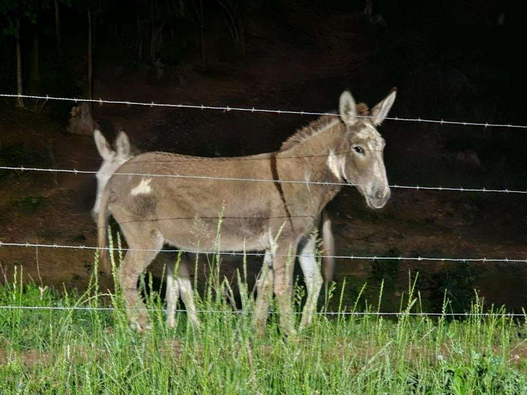 Standard Jenny Donkey