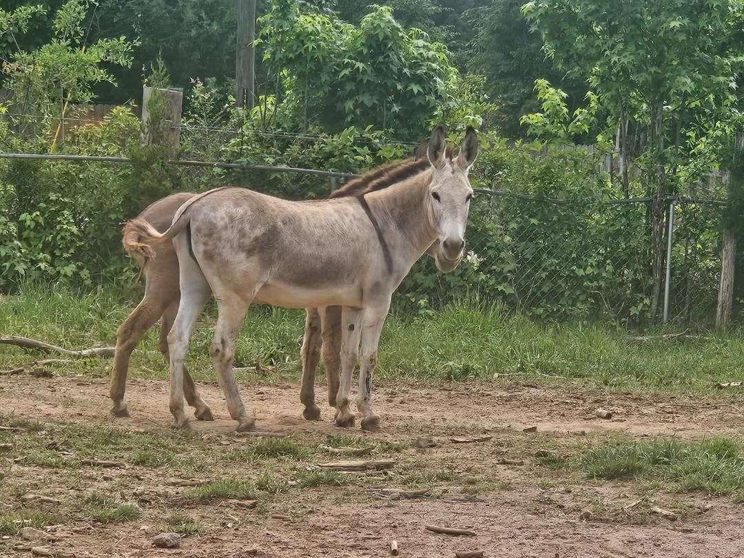 Standard Jenny Donkey