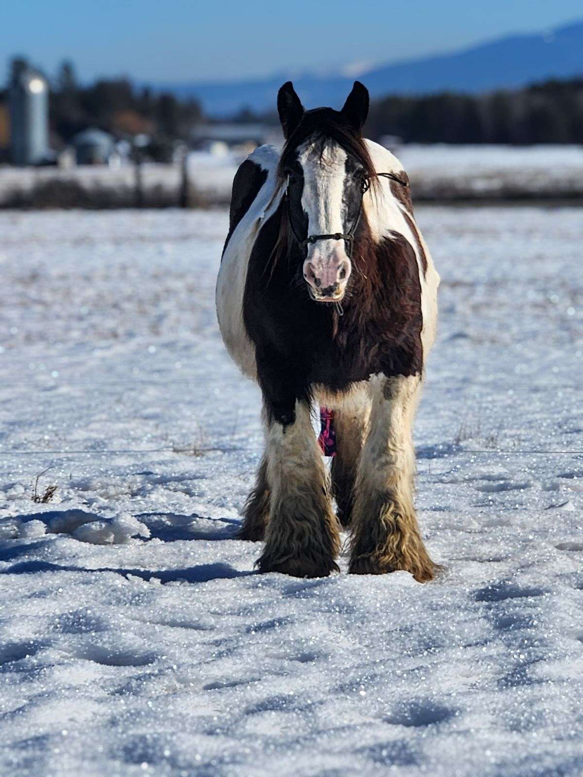 Next Show or Stallion Prospect* Black Gypsy Colt