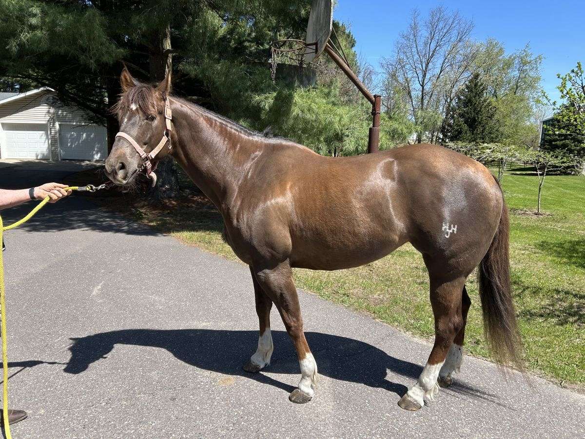 AQHA Halter/Brood Mare