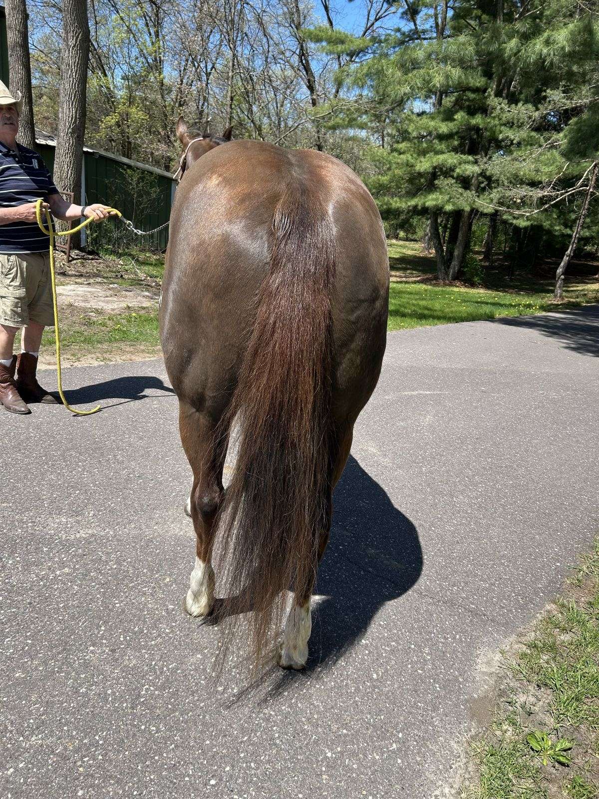 AQHA Halter/Brood Mare