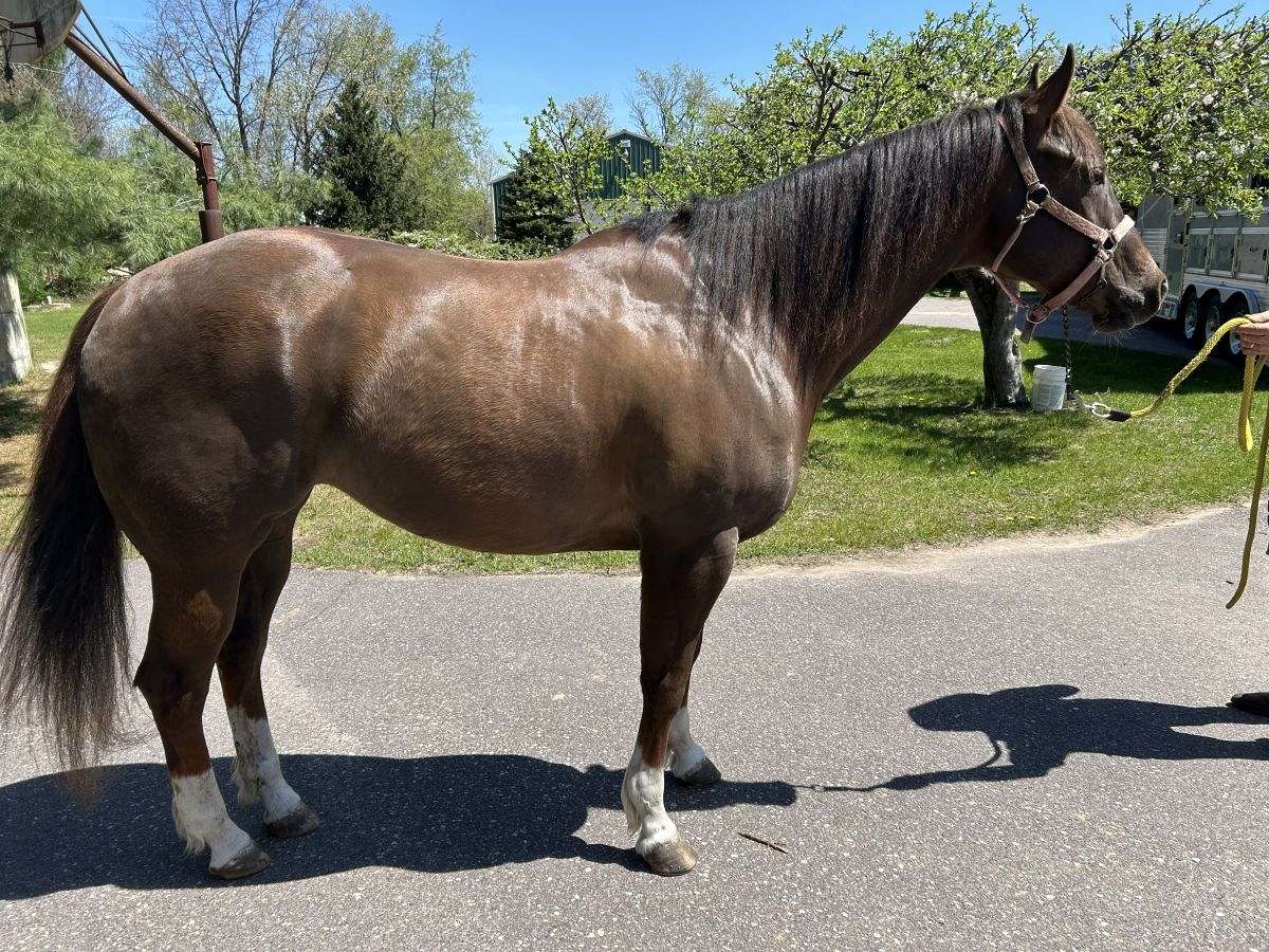 AQHA Halter/Brood Mare