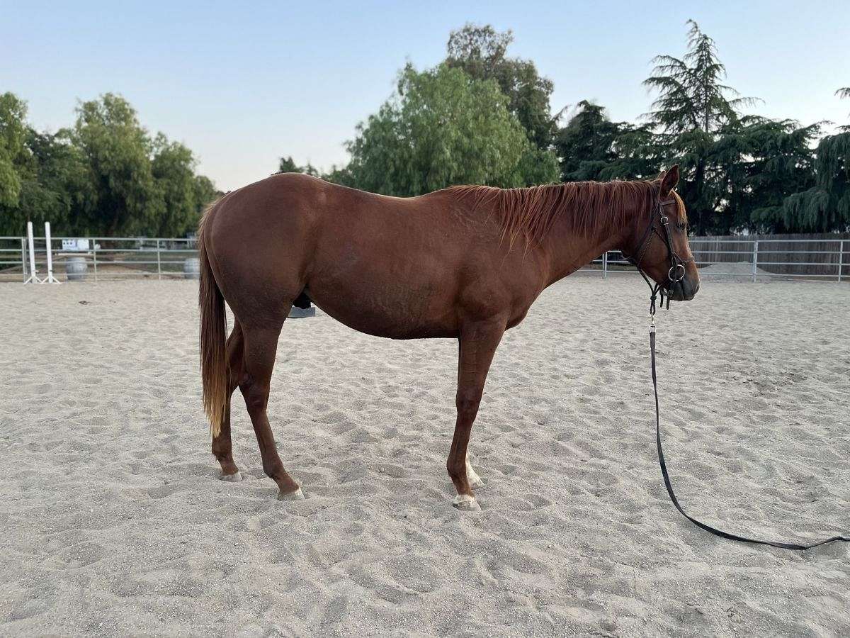 23 Colt I’Ll Have Another