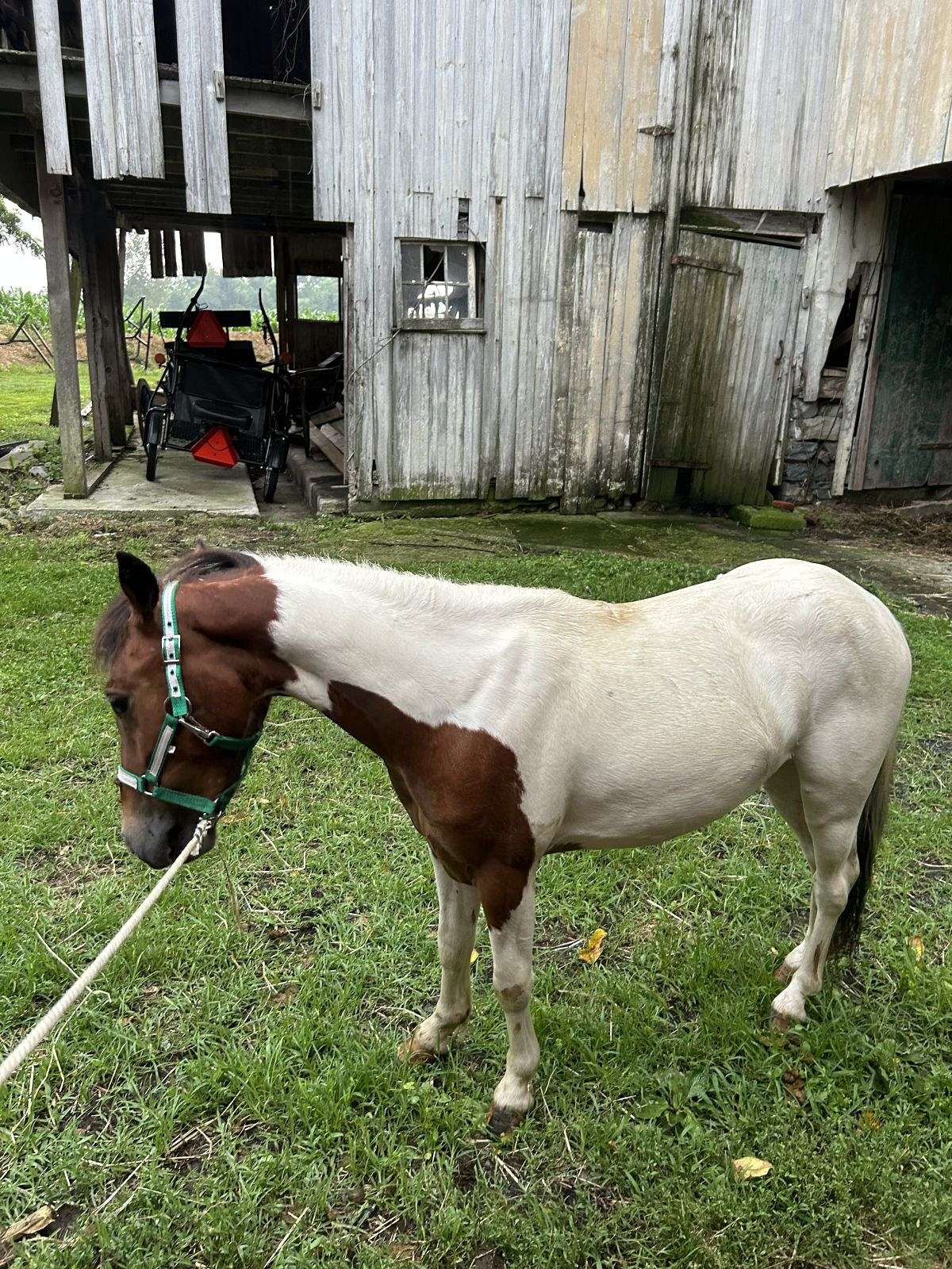 Pony Gelding