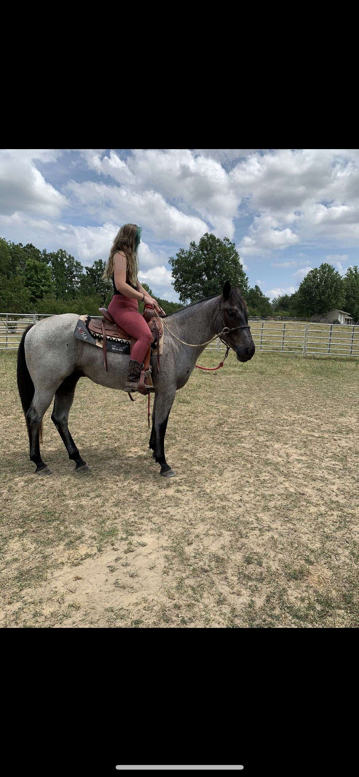 AQHA Gelding