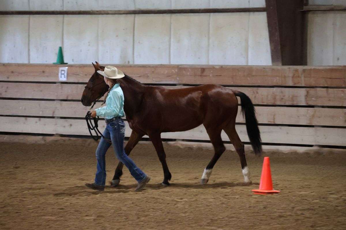 Ca Boot Scootin' Boogie- 2yo, All Around Prospect