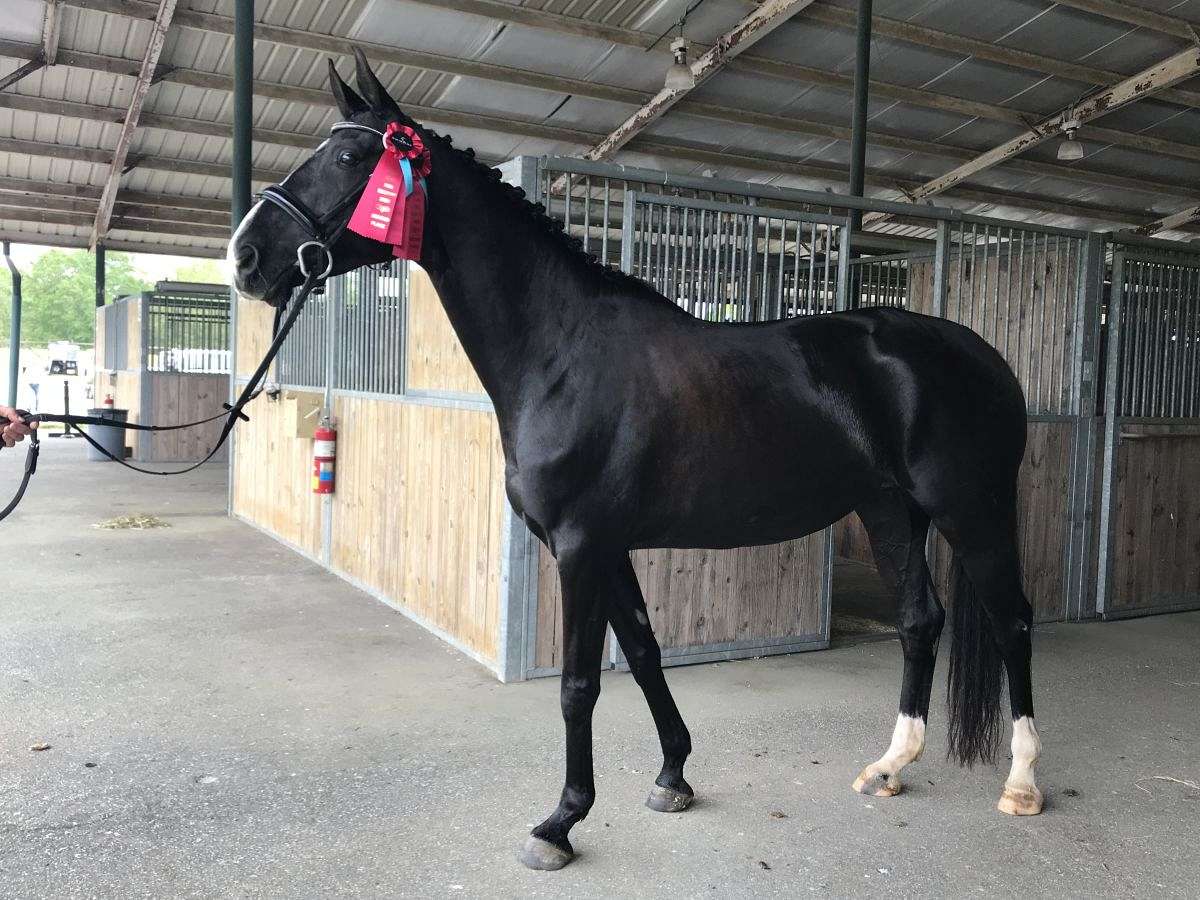 Imported Dressage Mare Proven