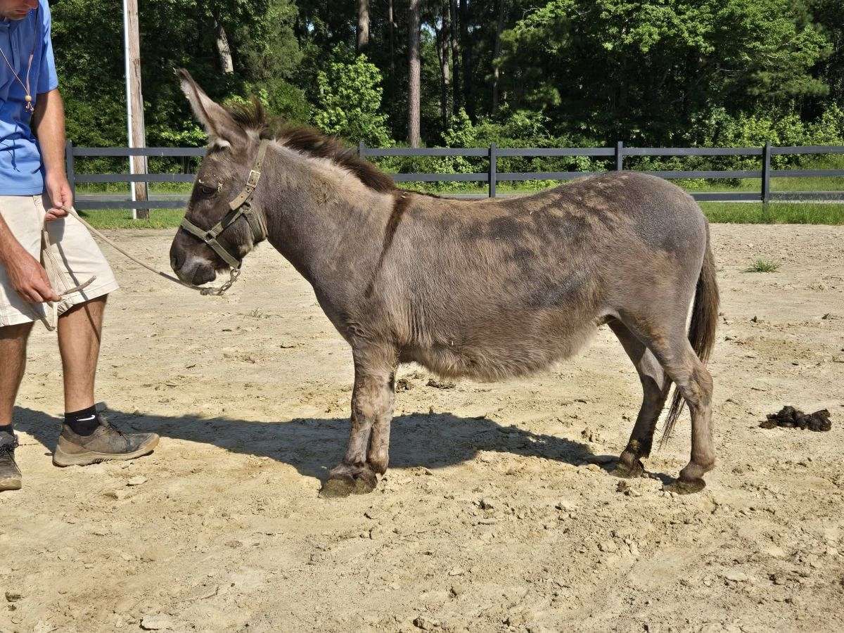 Miniature Jenny Donkey