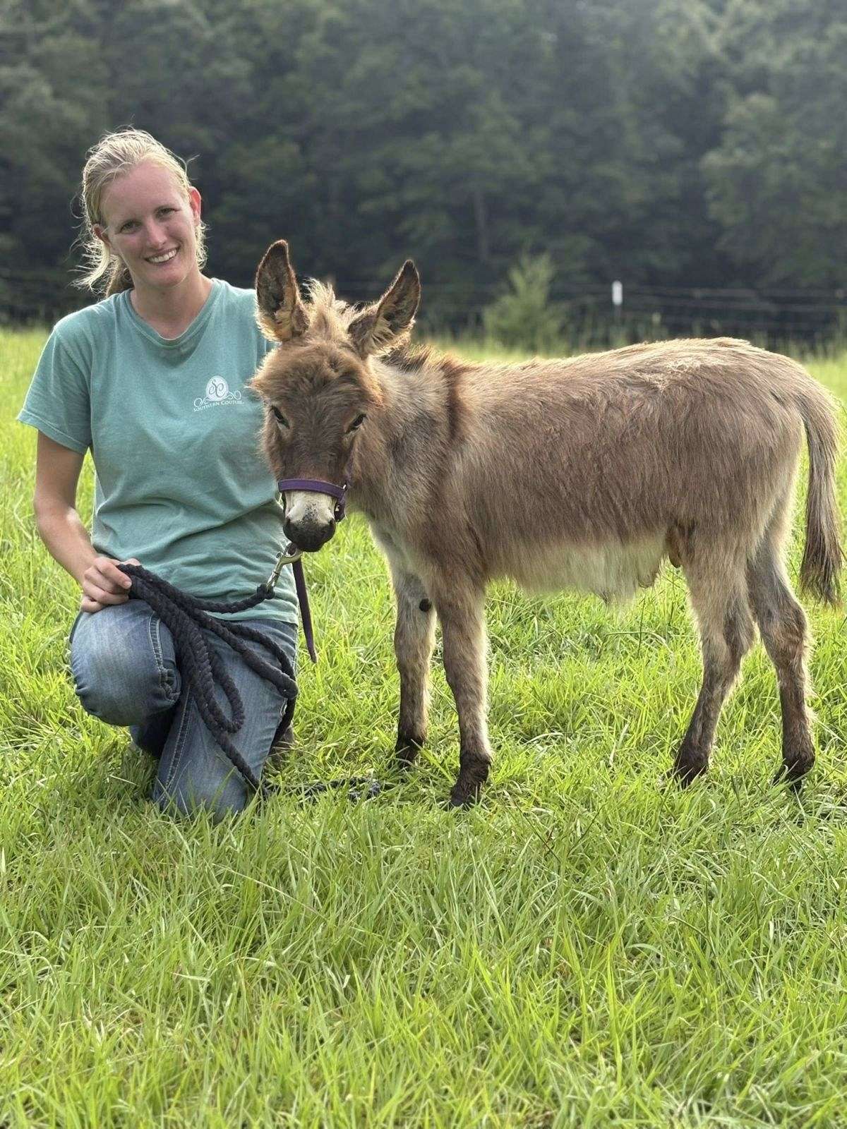 In Your Pocket Mini Donkey