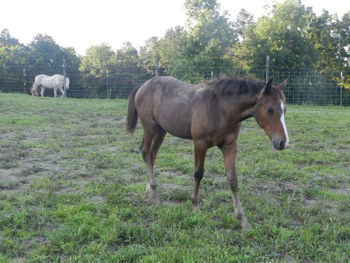 Weanling Appaloosa Filly
