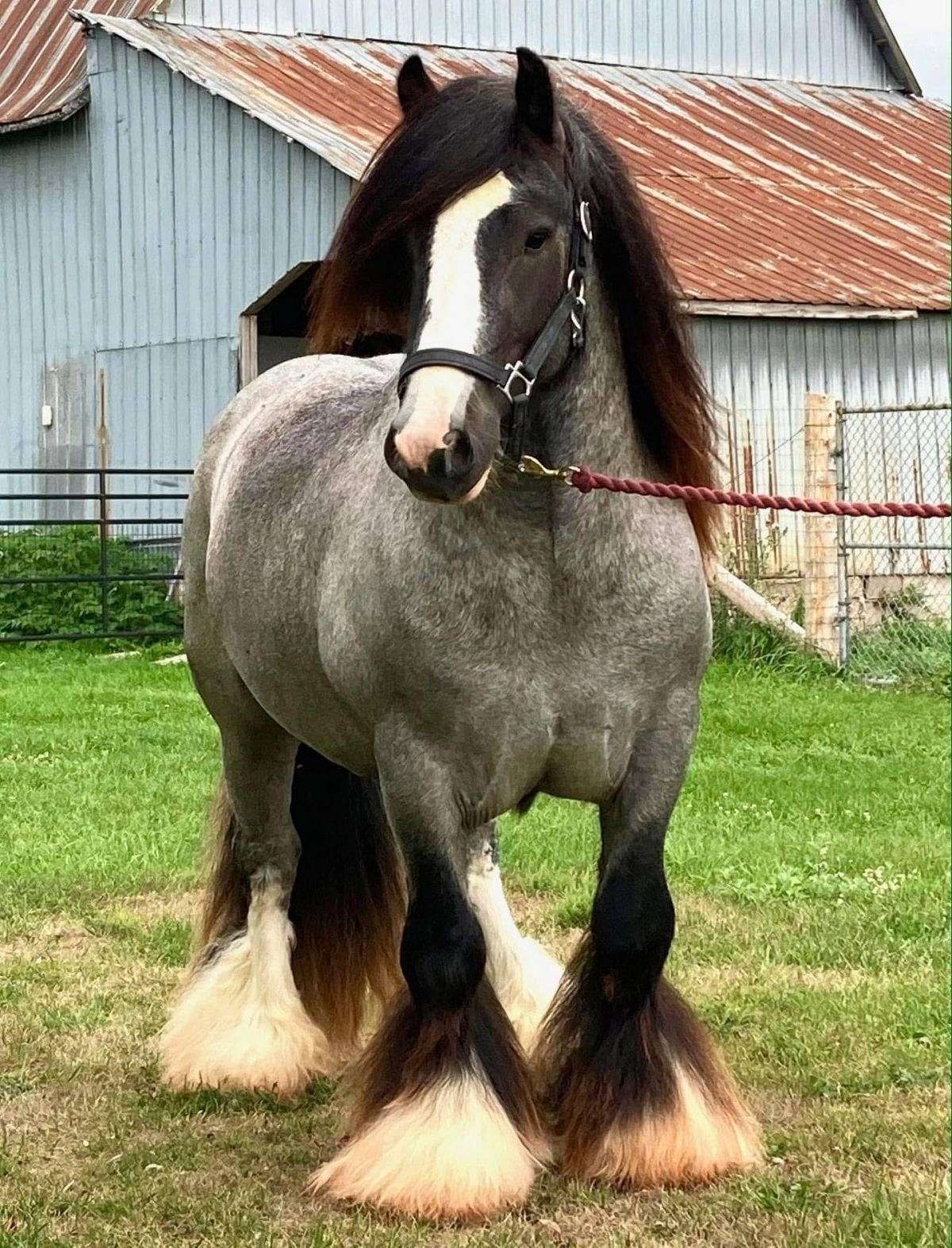 Gypsy Vanner