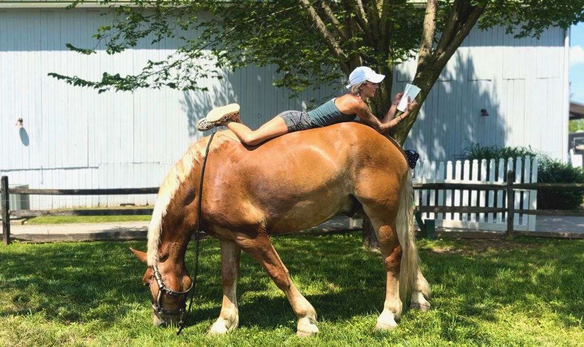 A Safe and Absolute Doll 4 Yr Old Belgian/Haflinger Cross Gelding!