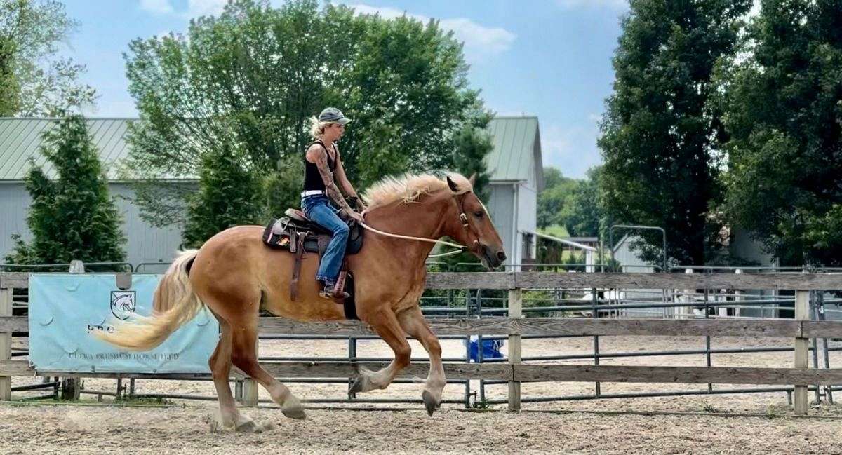A Safe and Absolute Doll 4 Yr Old Belgian/Haflinger Cross Gelding!